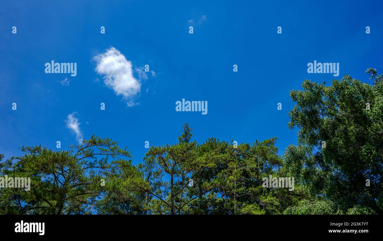 Landscape of trees and blue sky Stock Photo - Alamy