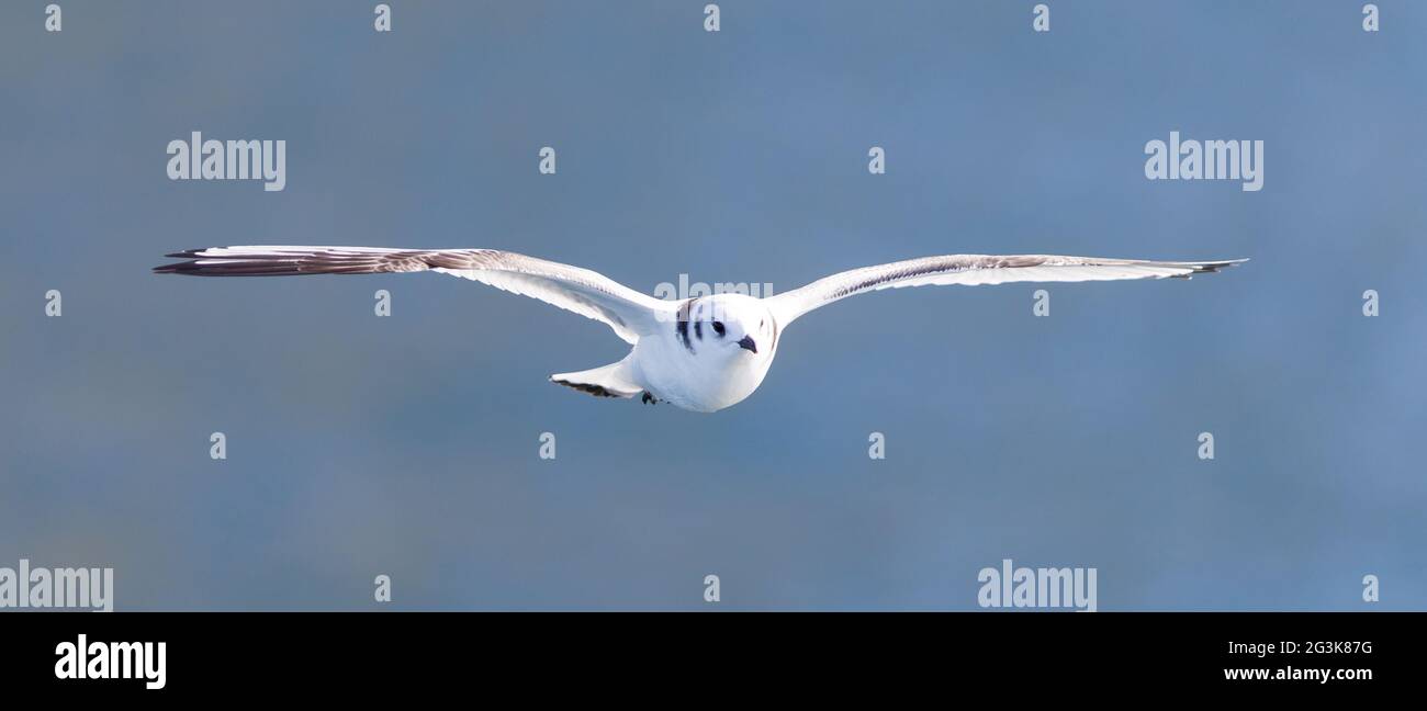 Black-legged kittiwake flying Stock Photo - Alamy