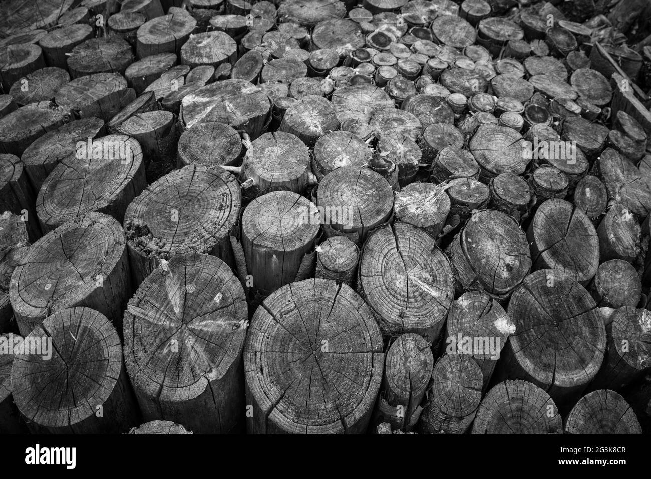 Pine tree logs in Black and White Stock Photos & Images - Alamy
