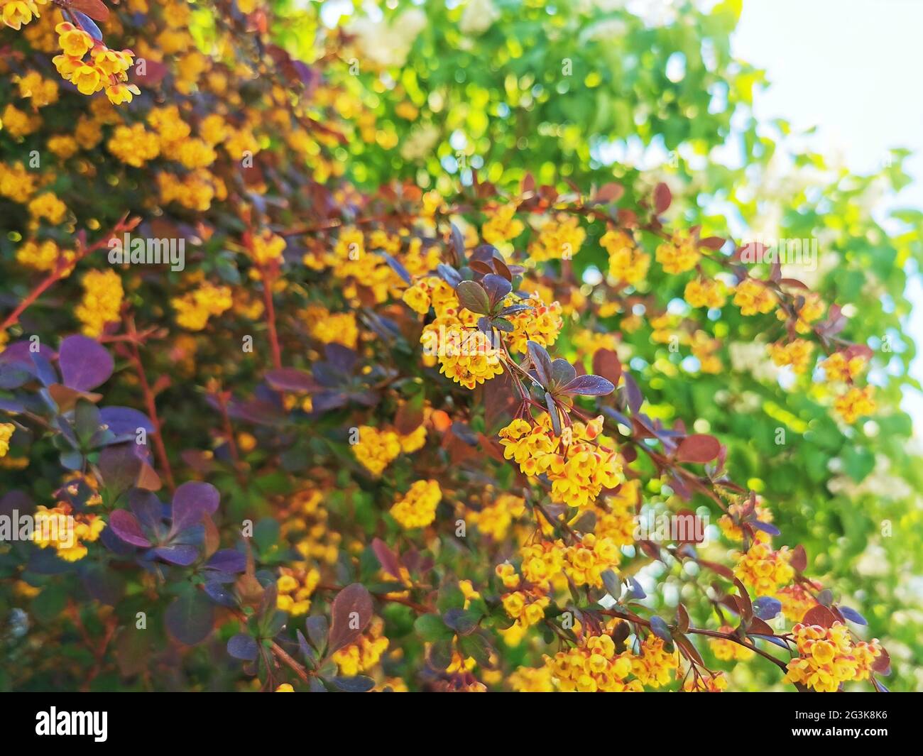 Branches of barberry hi-res stock photography and images - Alamy