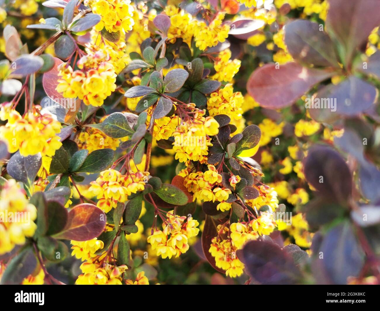 Branches of barberry hi-res stock photography and images - Alamy