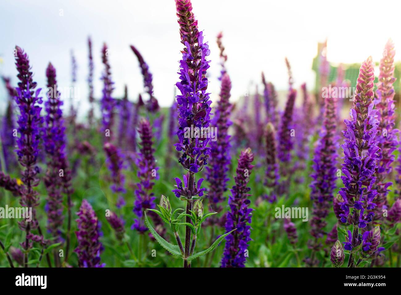 Sage close up. Medicinal herb. Lilac flower. Grass field with purple ...
