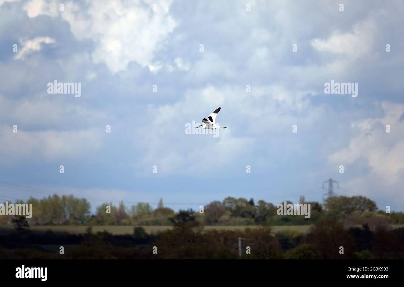 Avocet bird flying in a blue sky Stock Photo - Alamy