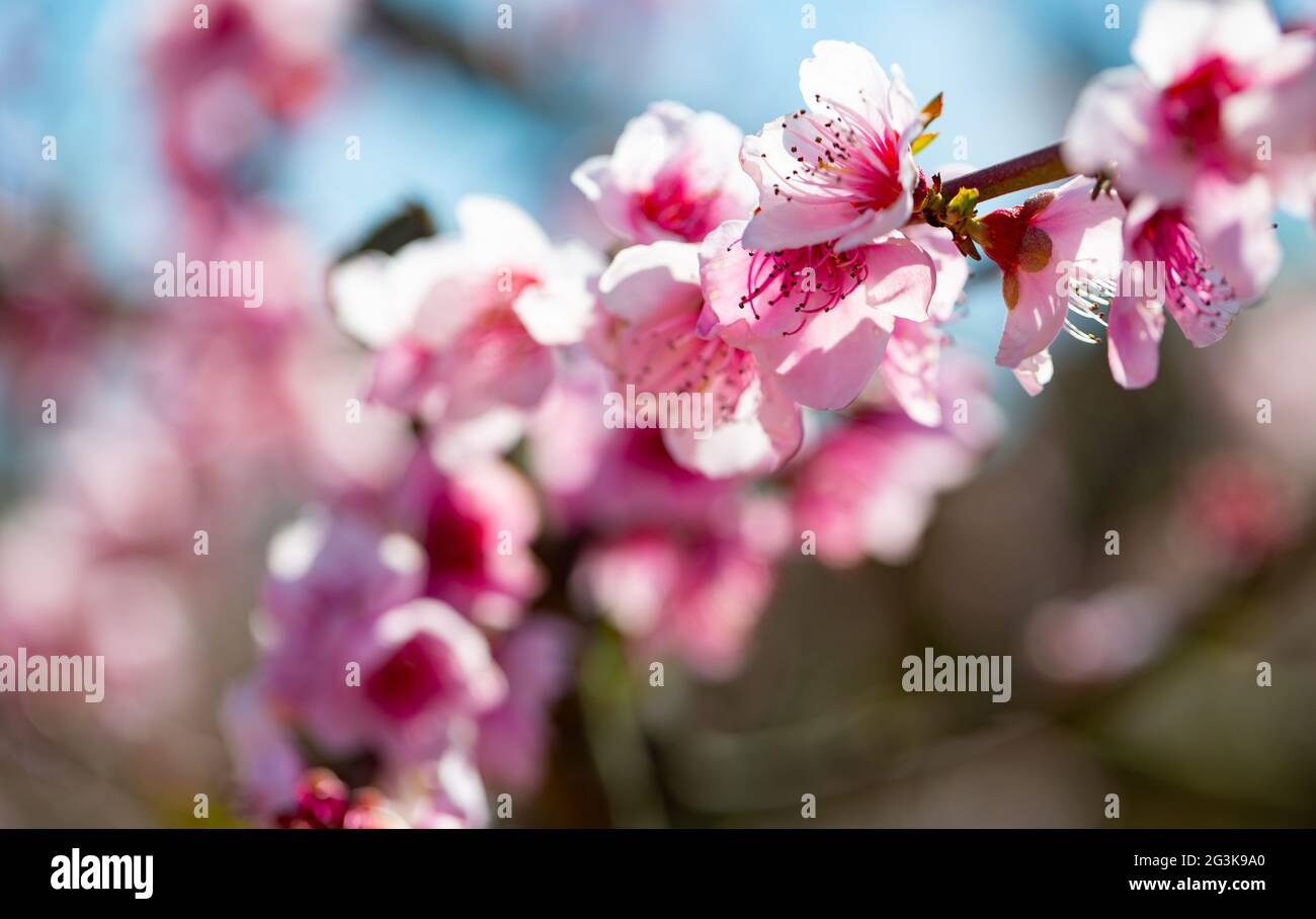 Blooming peach flowers on twig Stock Photo - Alamy
