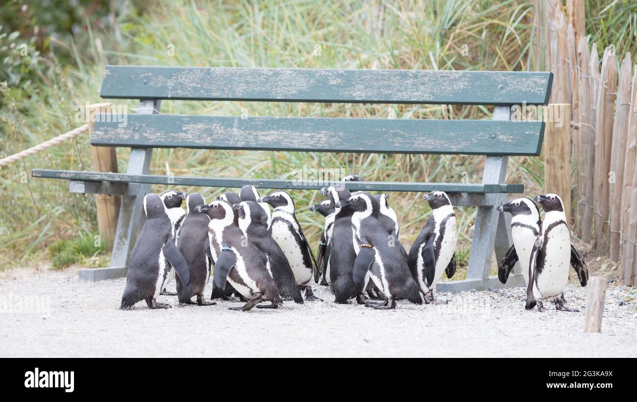 Group of African penguin (spheniscus demersus Stock Photo - Alamy