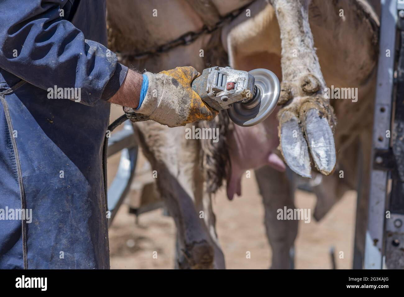Closeup shot of cow nail trimming process by a farmer with a tool ...