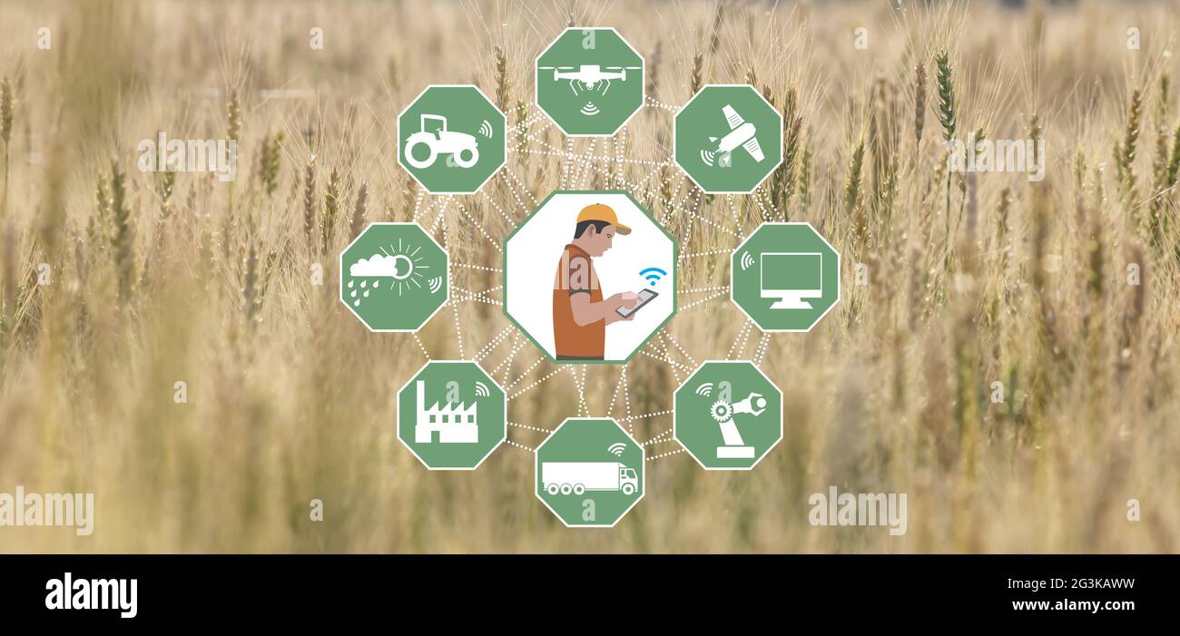 Grain production with modern farming technologies, a farmer doing ...