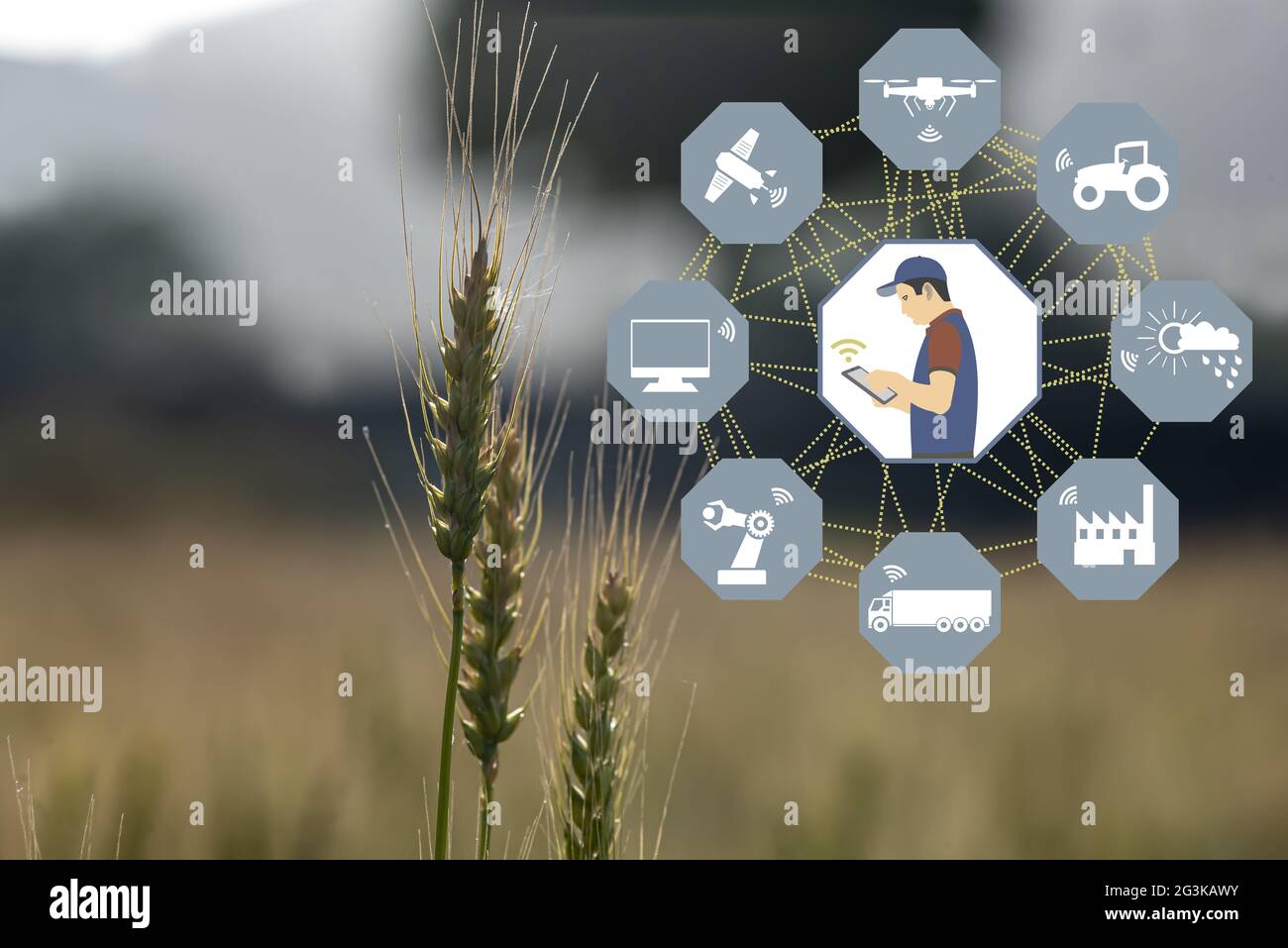 Grain production with modern farming technologies, a farmer doing ...