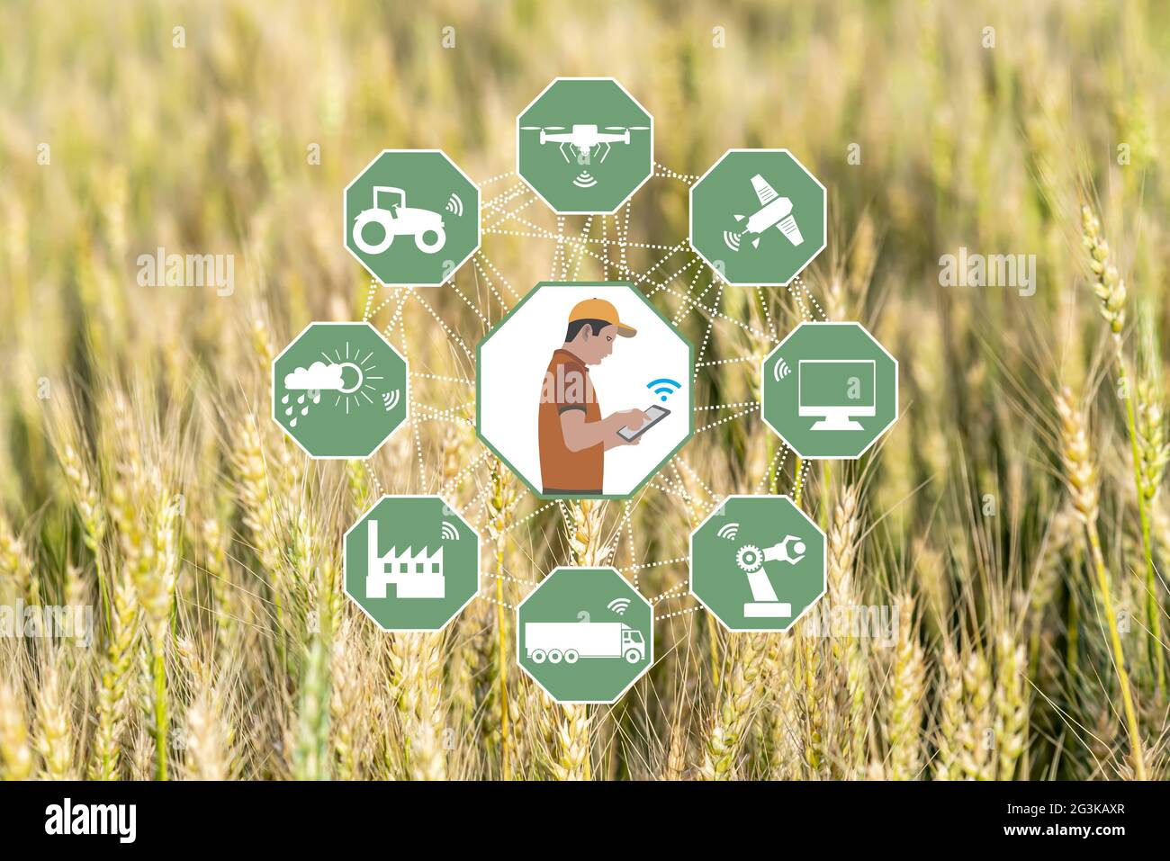 Grain production with modern farming technologies, a farmer doing ...