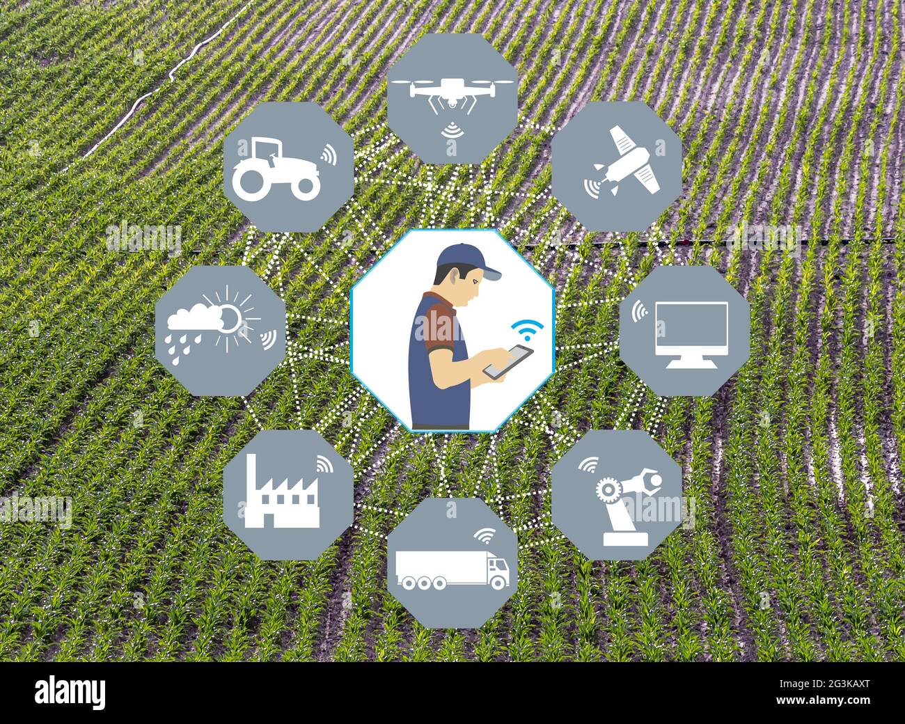 Grain production with modern farming technologies, a farmer doing ...