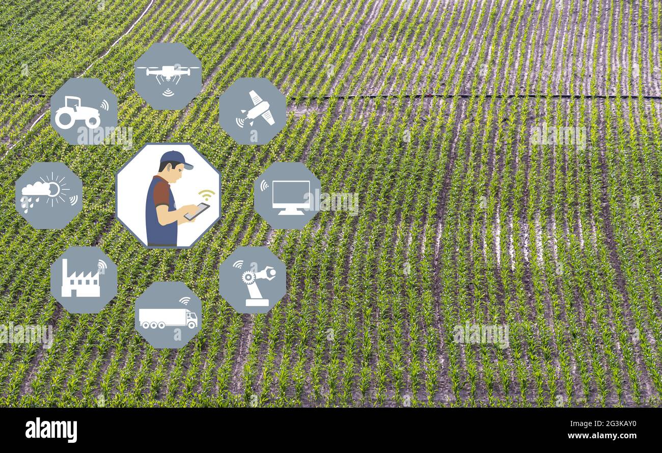 Grain production with modern farming technologies, a farmer doing ...