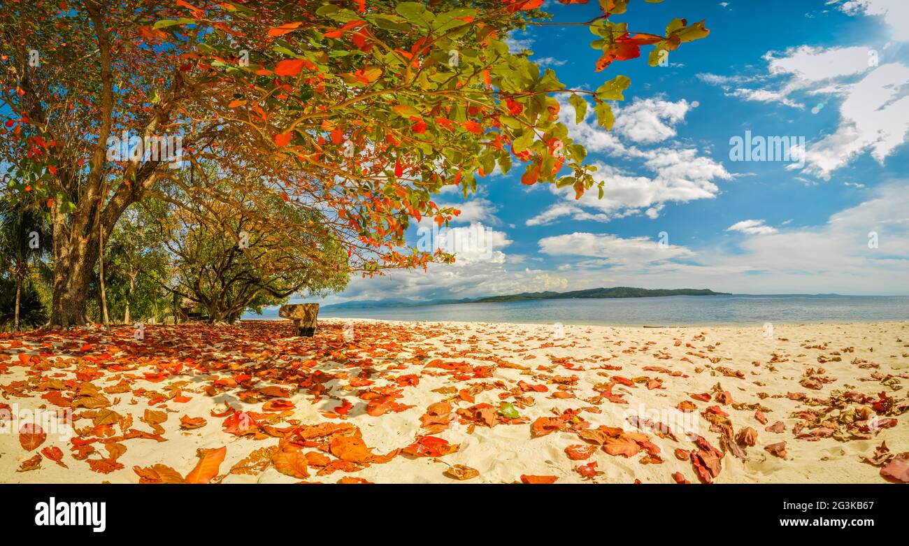 Green leaves on the beach hi-res stock photography and images - Alamy