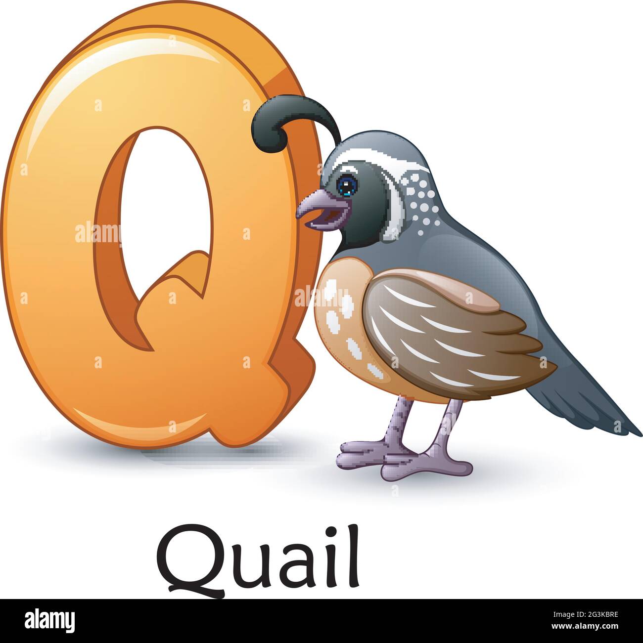 Letter Q is for Quail bird cartoon alphabet Stock Vector Image & Art ...