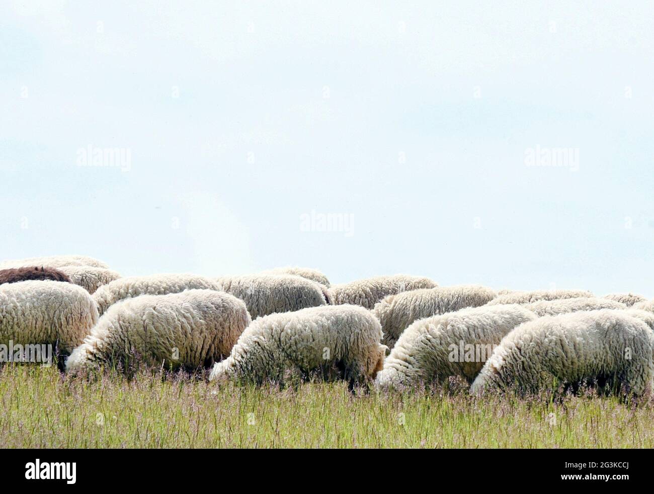 Sheep eat rubbish hi-res stock photography and images - Alamy