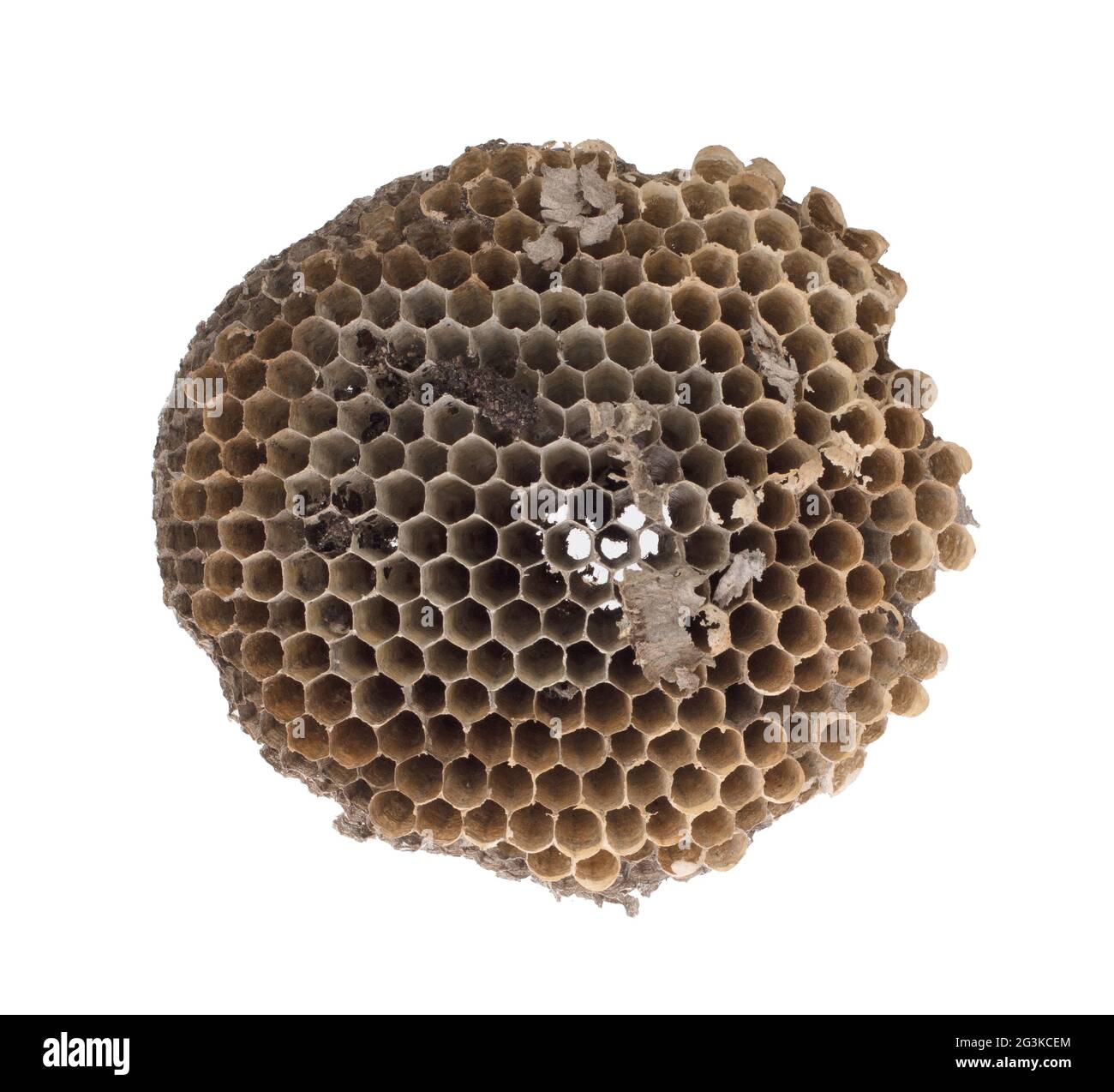 Old honeycomb isolated Stock Photo - Alamy