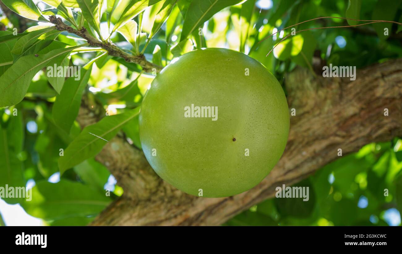 close-up of guava fruit Stock Photo - Alamy