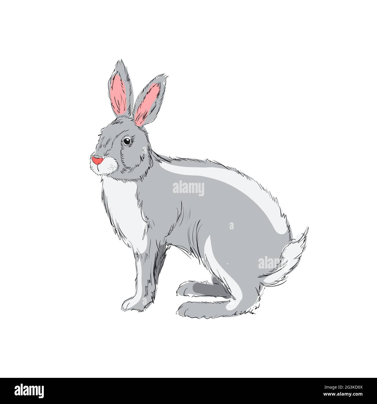 Illustration of hand drawn rabbit Stock Photo - Alamy