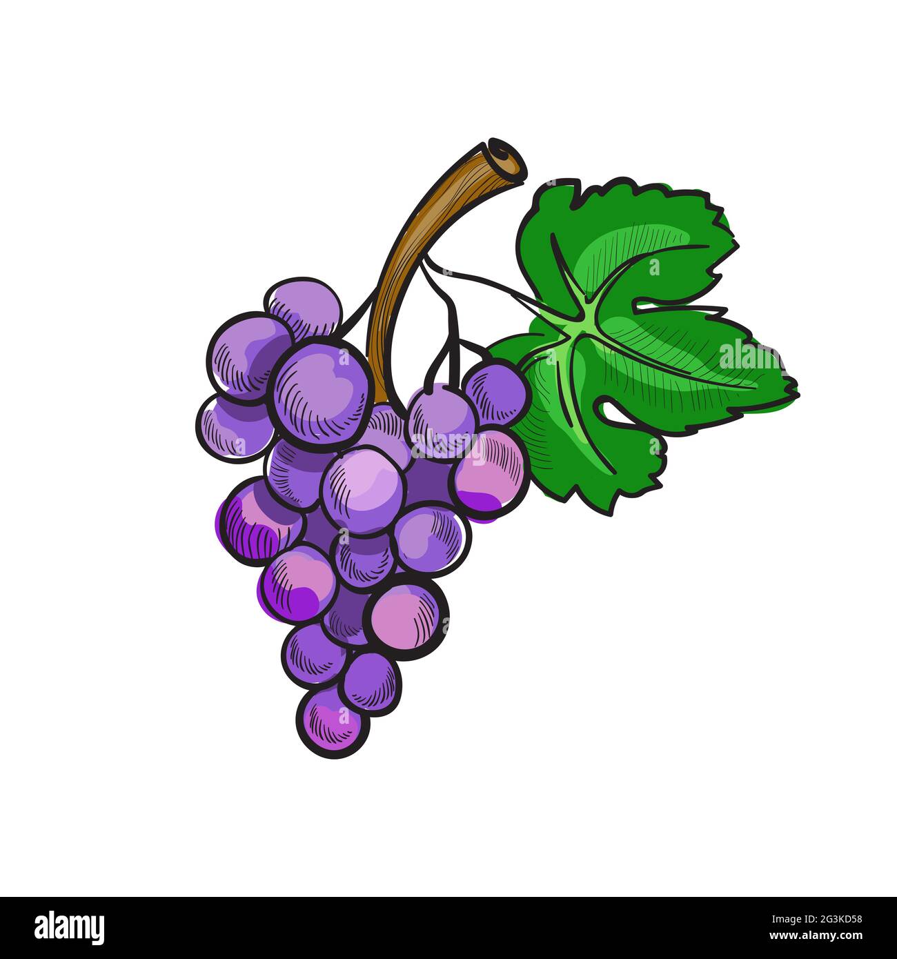Illustration of hand drawn doodle grapes Stock Photo - Alamy