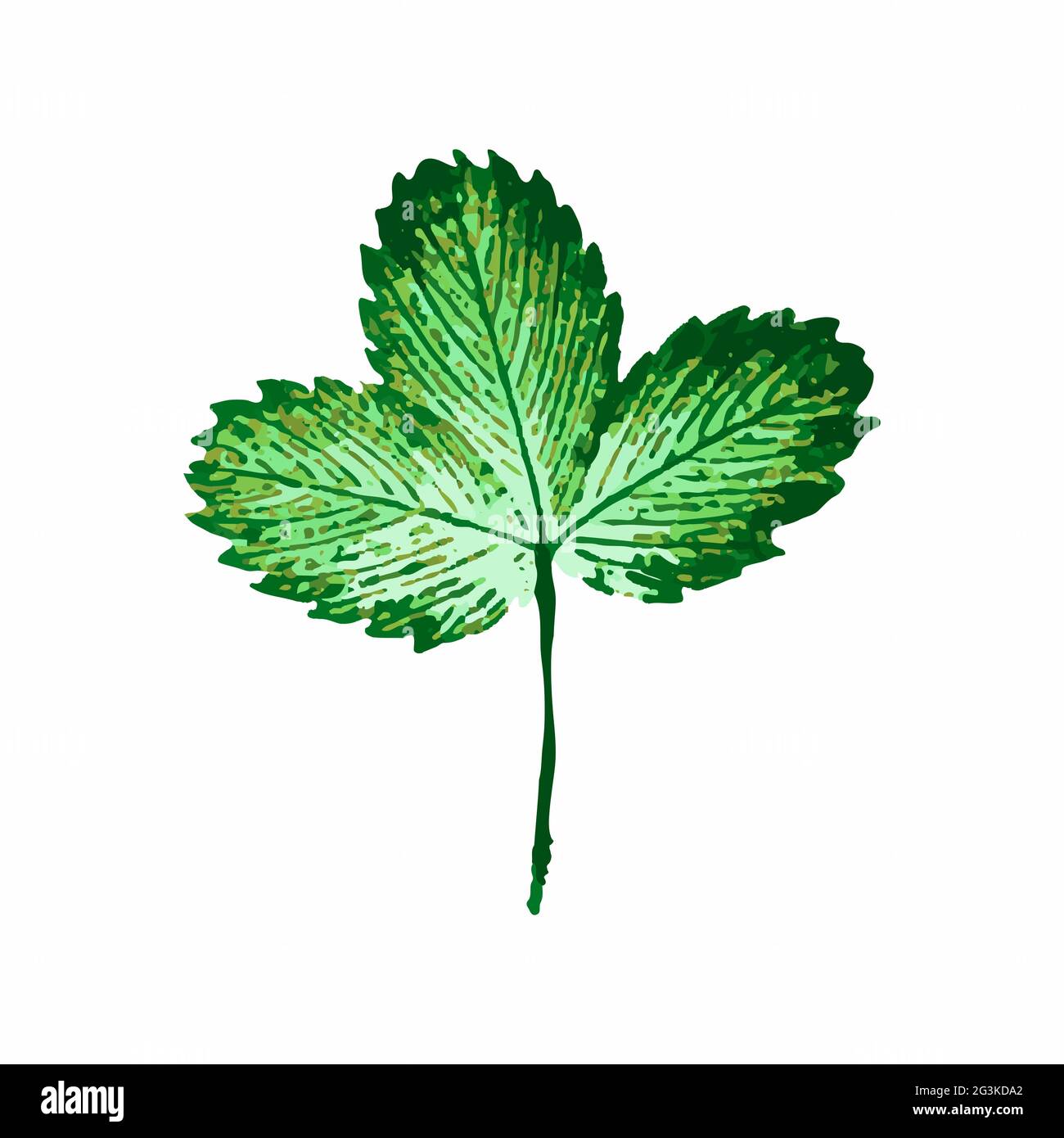 Illustration of green engraved strawberry leaf Stock Photo - Alamy