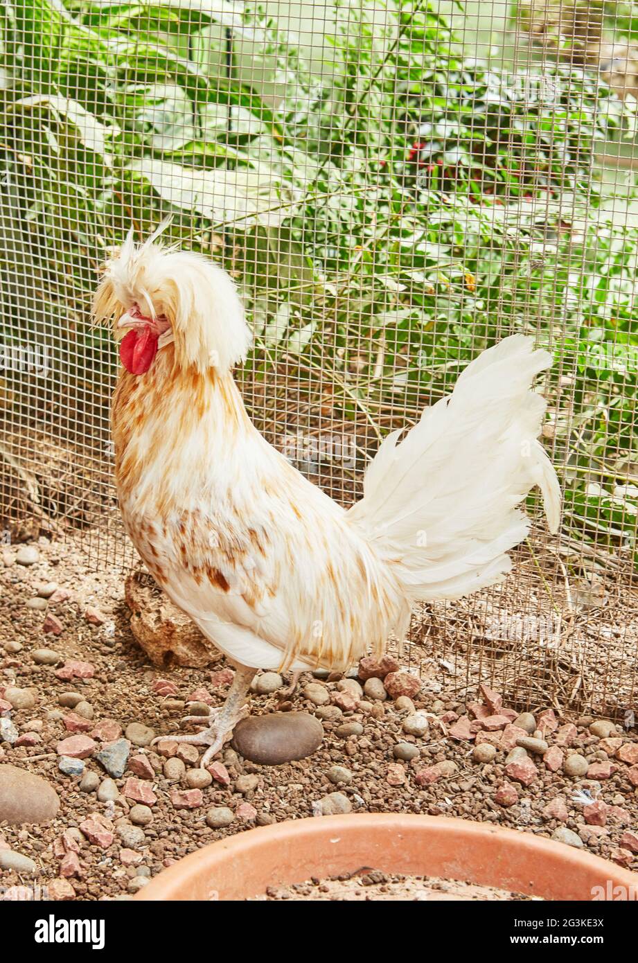 Fancy haired hens living in paddock in botanical garden Stock Photo - Alamy