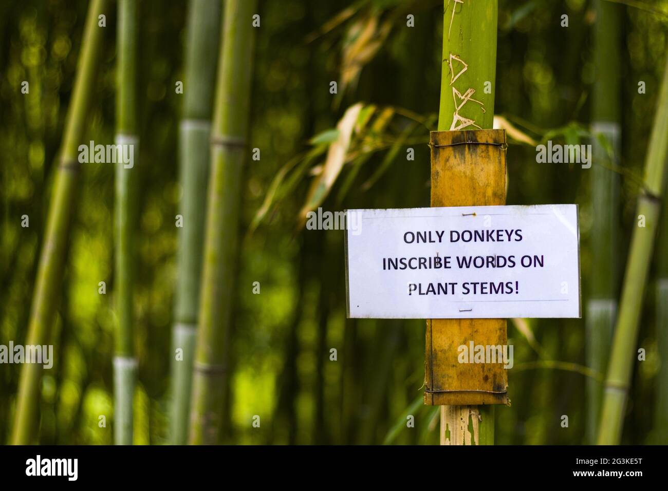 Sign with the text 'only donkeys inscribe words on plant stems' on a ...