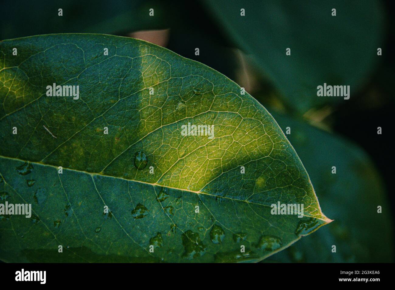 Gorgeous selective focus top view shot of a green ficus plant leaf ...