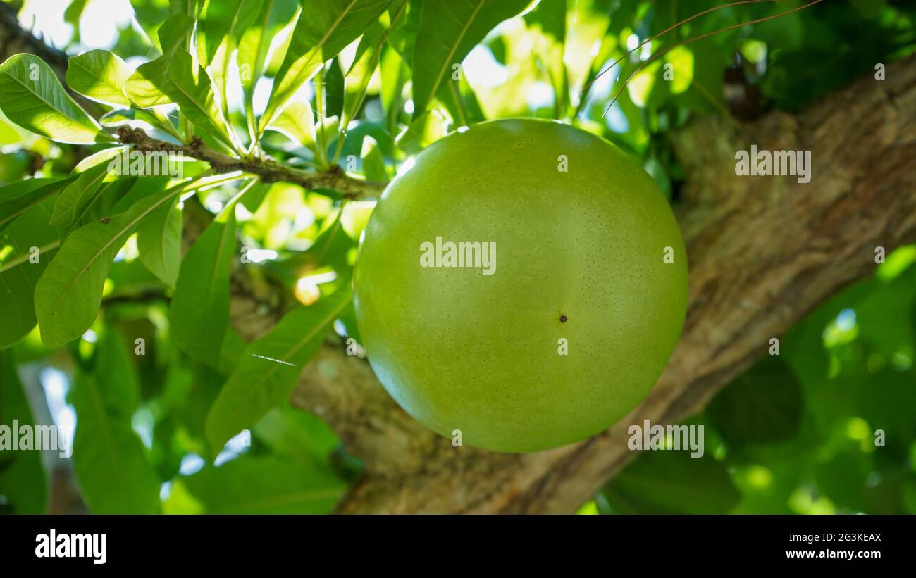 Holding guava fruit hi-res stock photography and images - Alamy