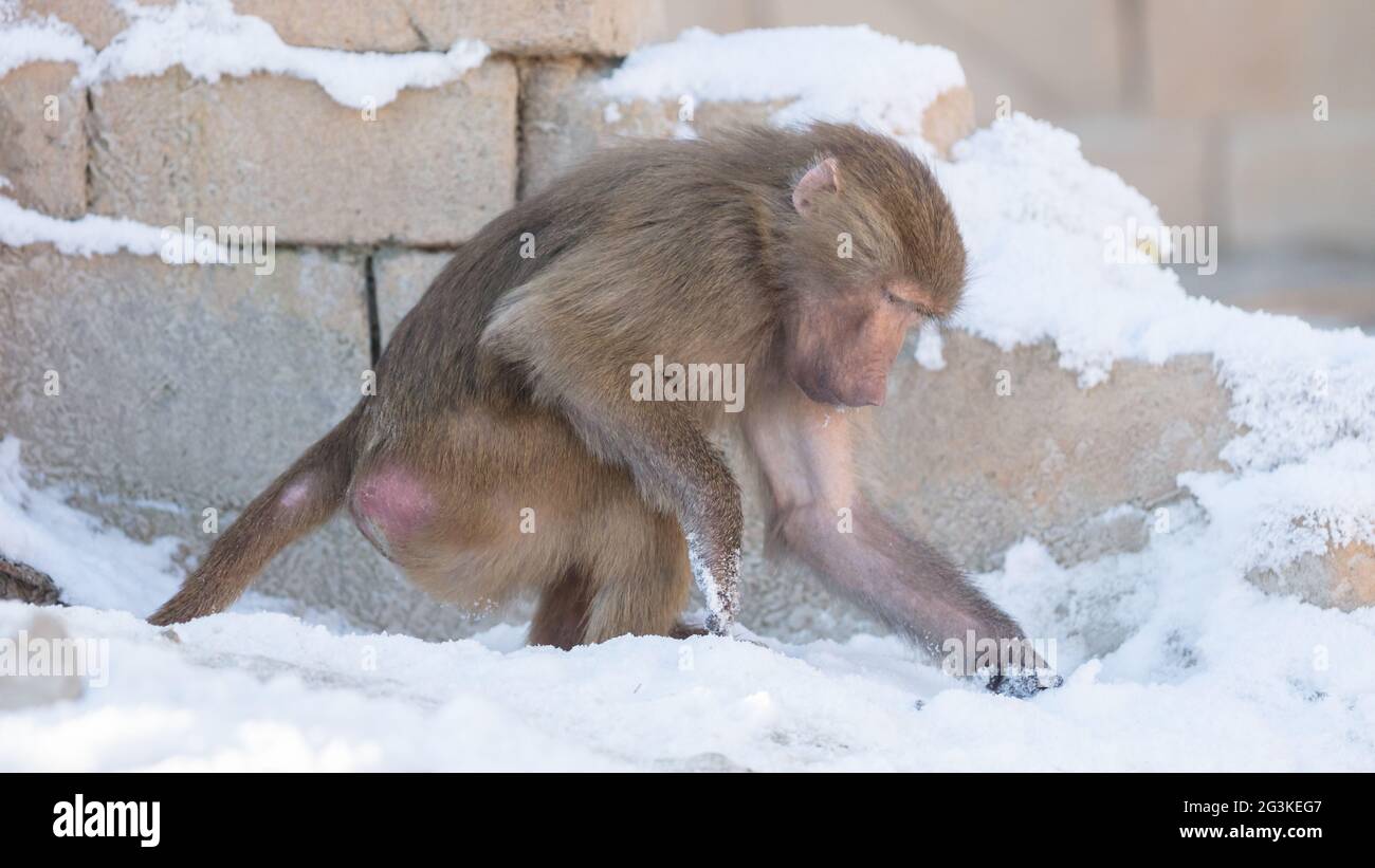 Adult female balinese macaque hi-res stock photography and images - Alamy