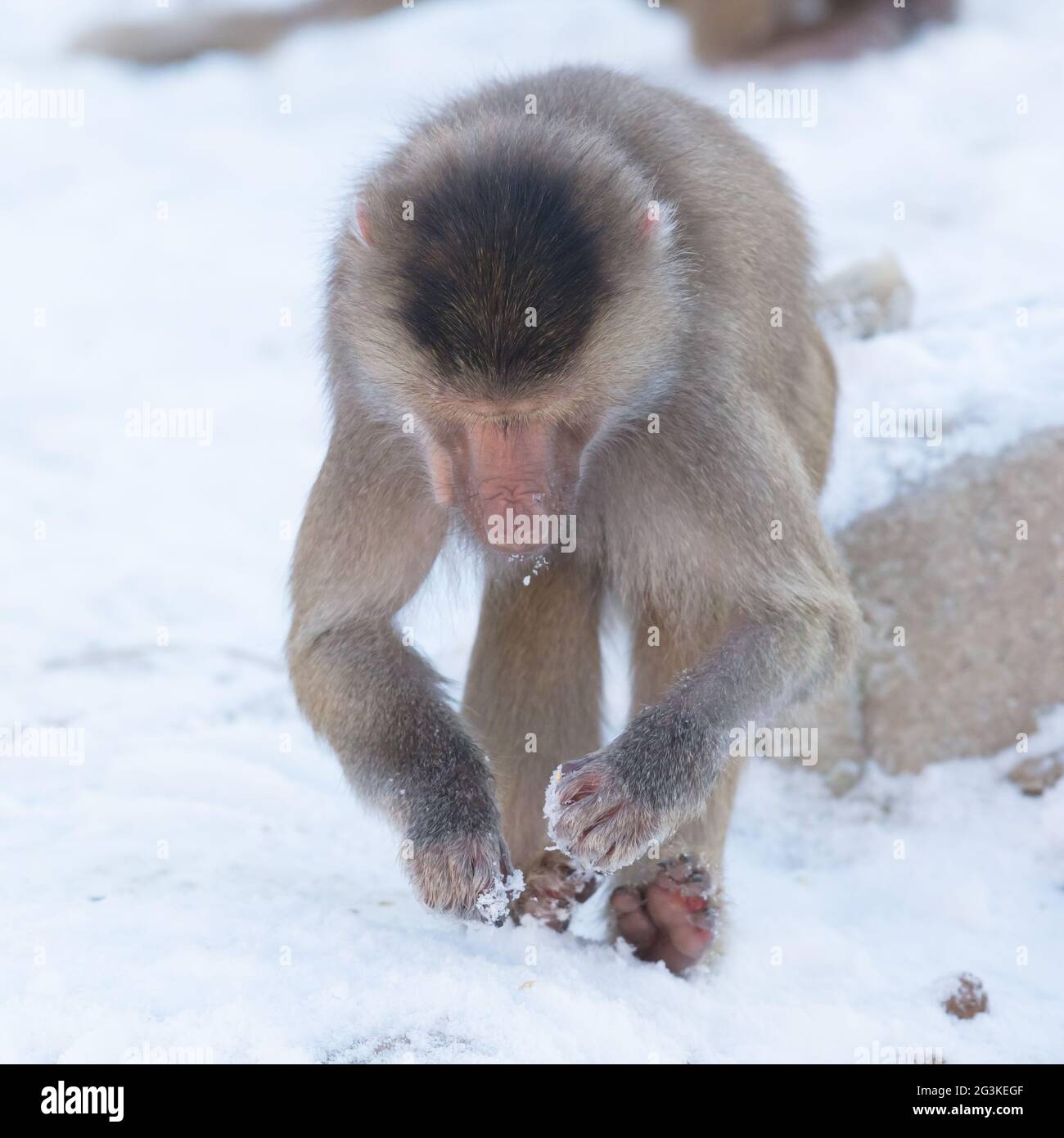 Adult female crab eating macaque hi-res stock photography and images ...