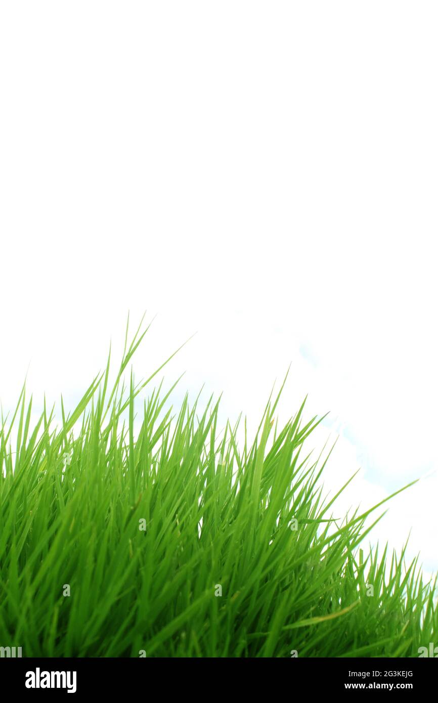 Grass isolated on white background Stock Photo - Alamy