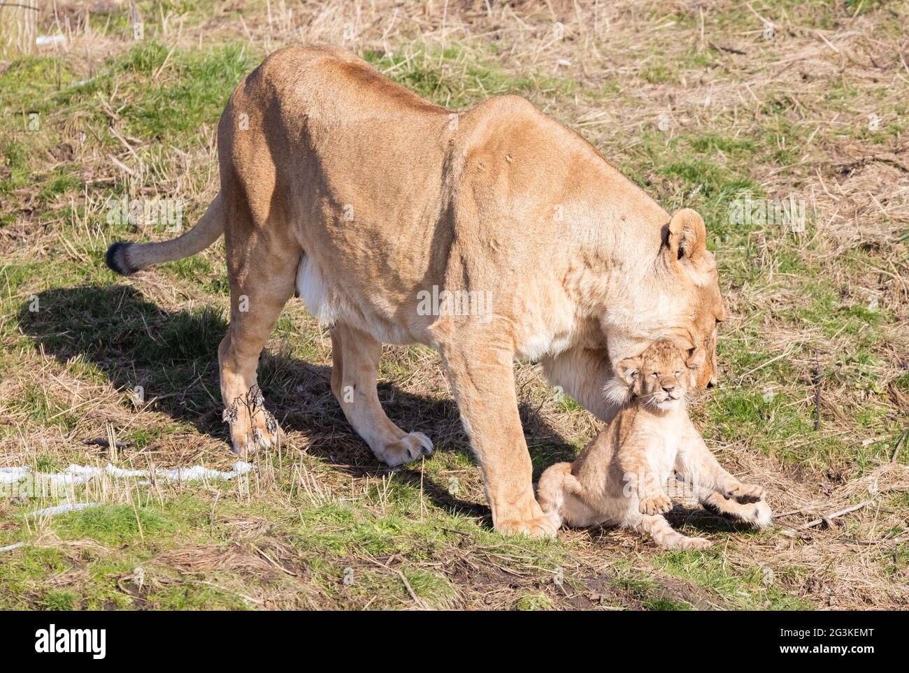 Yellow liones hi-res stock photography and images - Alamy