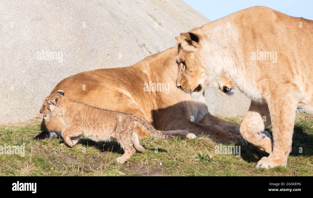 Yellow liones hi-res stock photography and images - Alamy