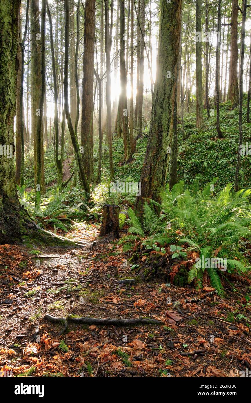 Morning trails at Mystic Vale Stock Photo - Alamy