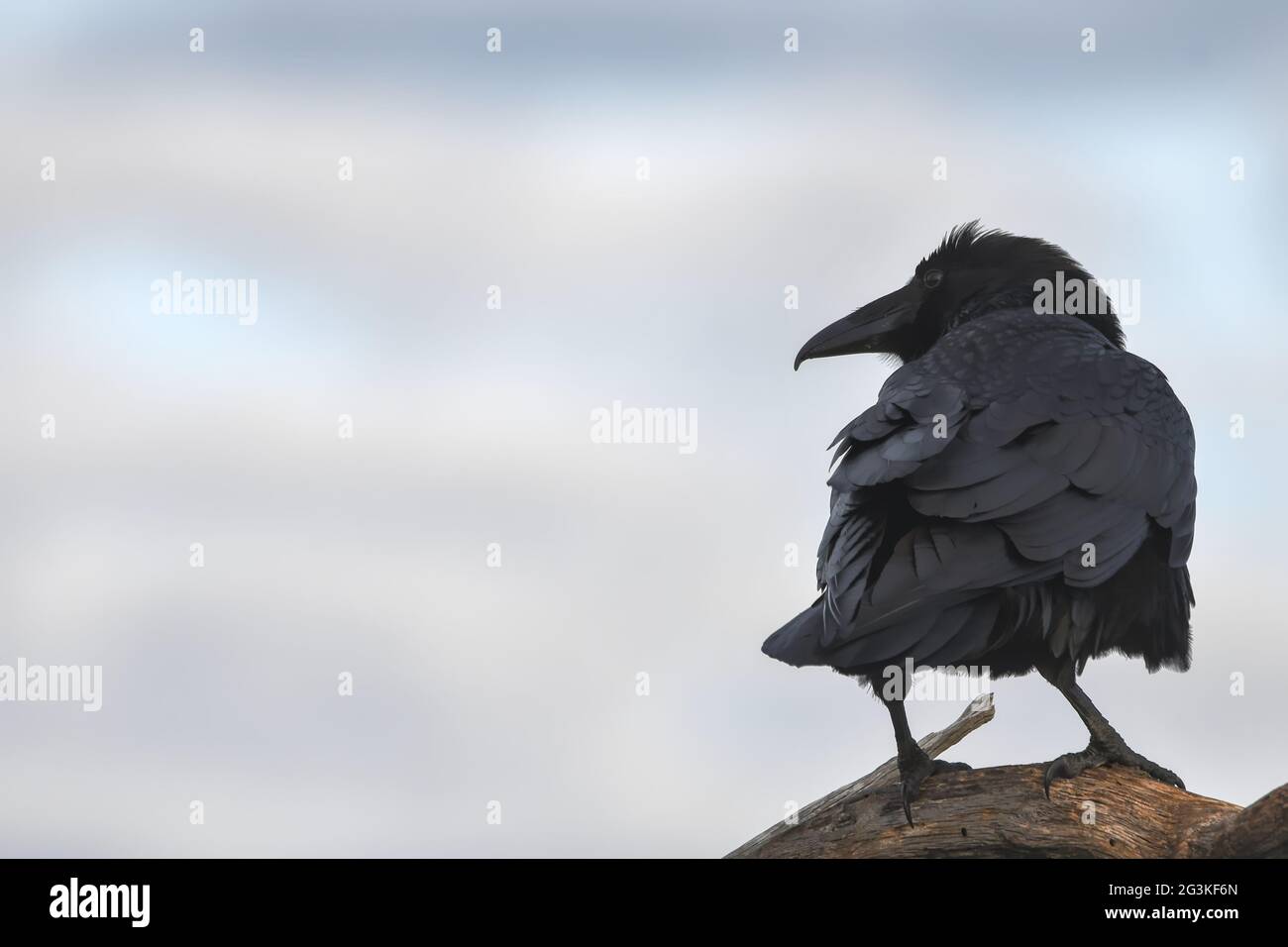 Raven at Dawn Stock Photo - Alamy