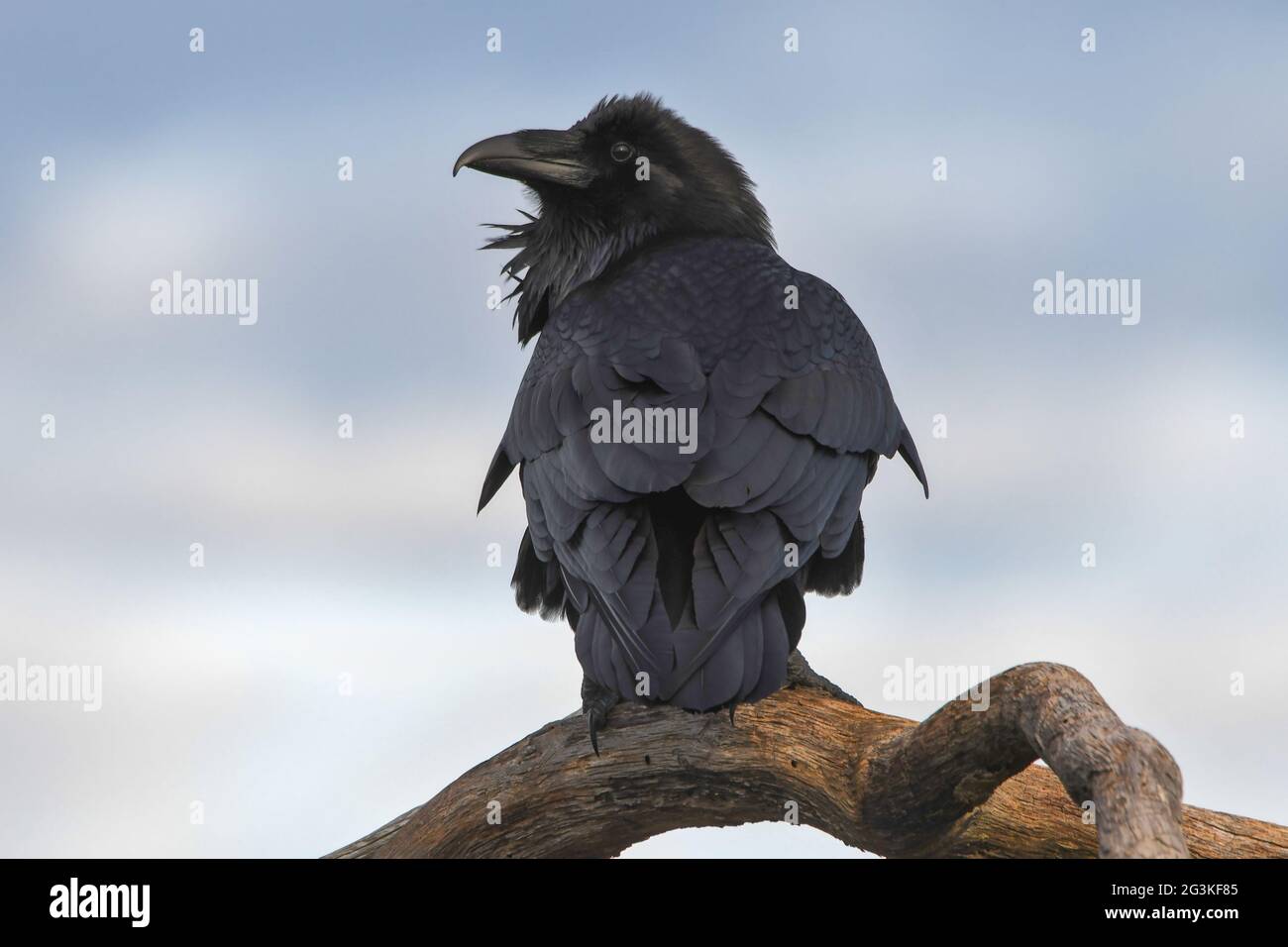 Raven outdoors hi-res stock photography and images - Alamy