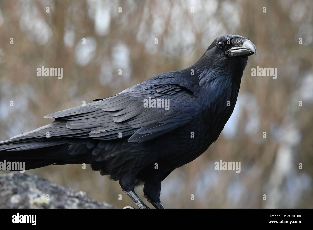 Raven island hi-res stock photography and images - Alamy