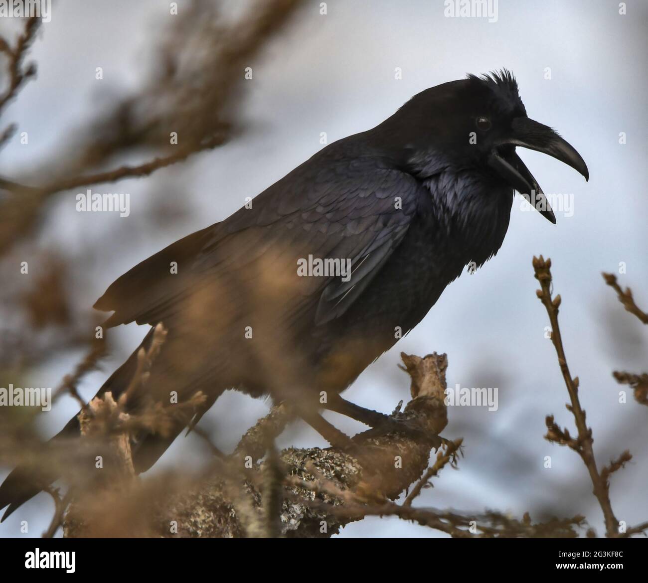 Raven at Dawn Stock Photo - Alamy