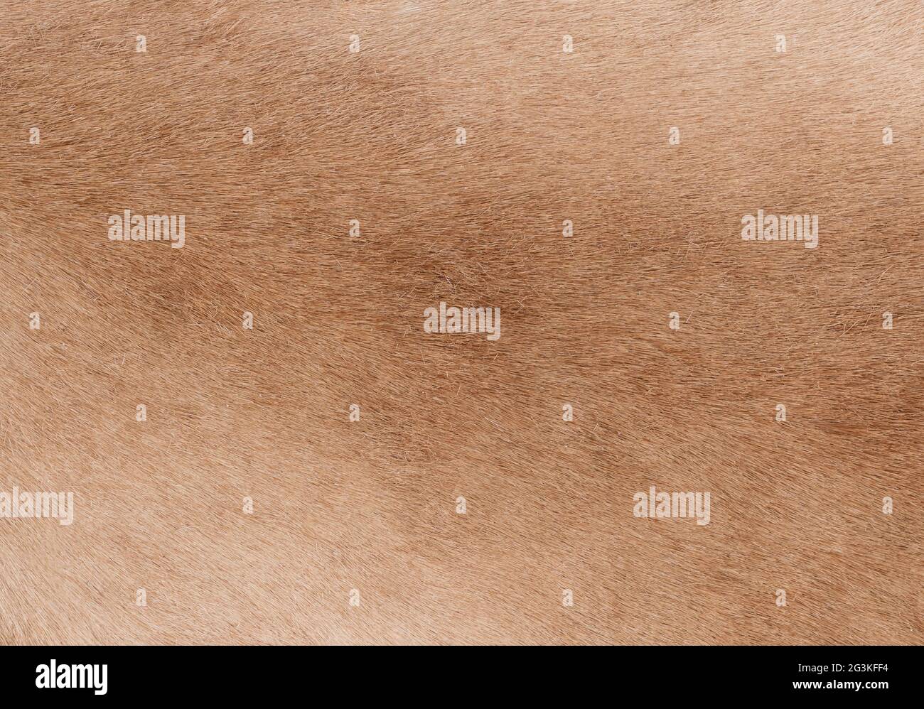 Springbok coat hi-res stock photography and images - Alamy