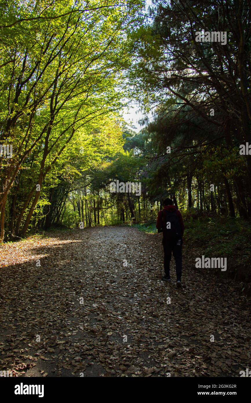 Vertical shot of a person walking through a path in a park Stock Photo ...