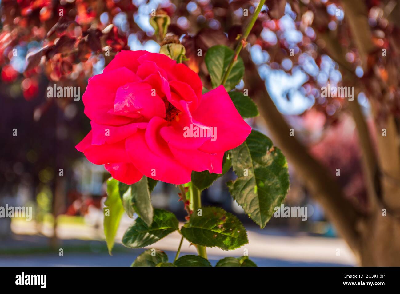 Selective focus of the beautifully blossomed pink rose in the garden ...