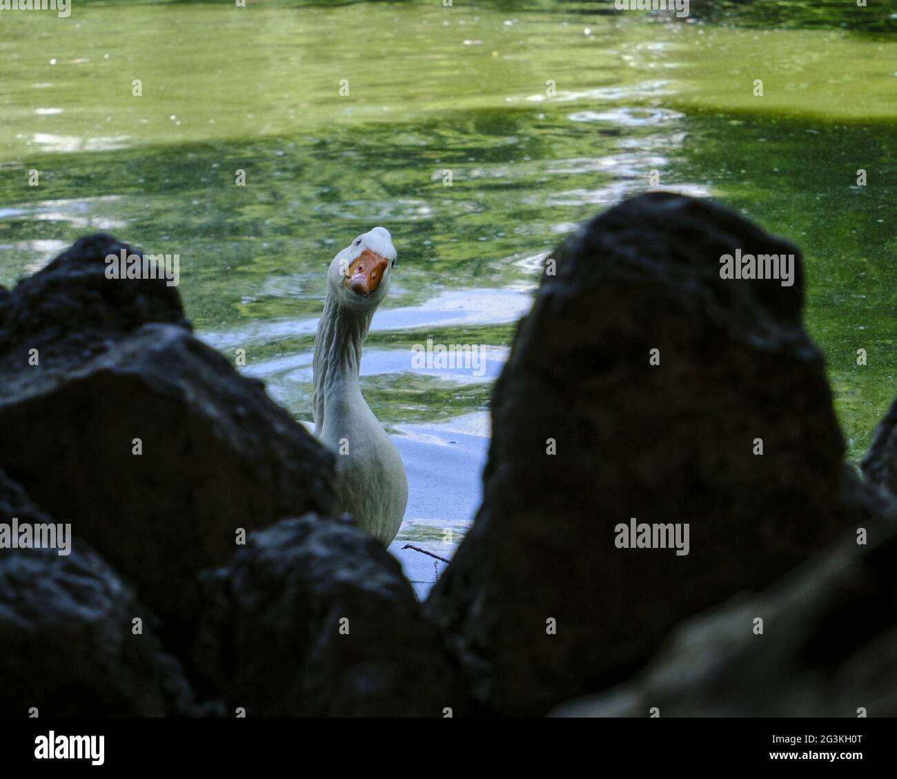 White goose peeking out from behind rocks Stock Photo - Alamy