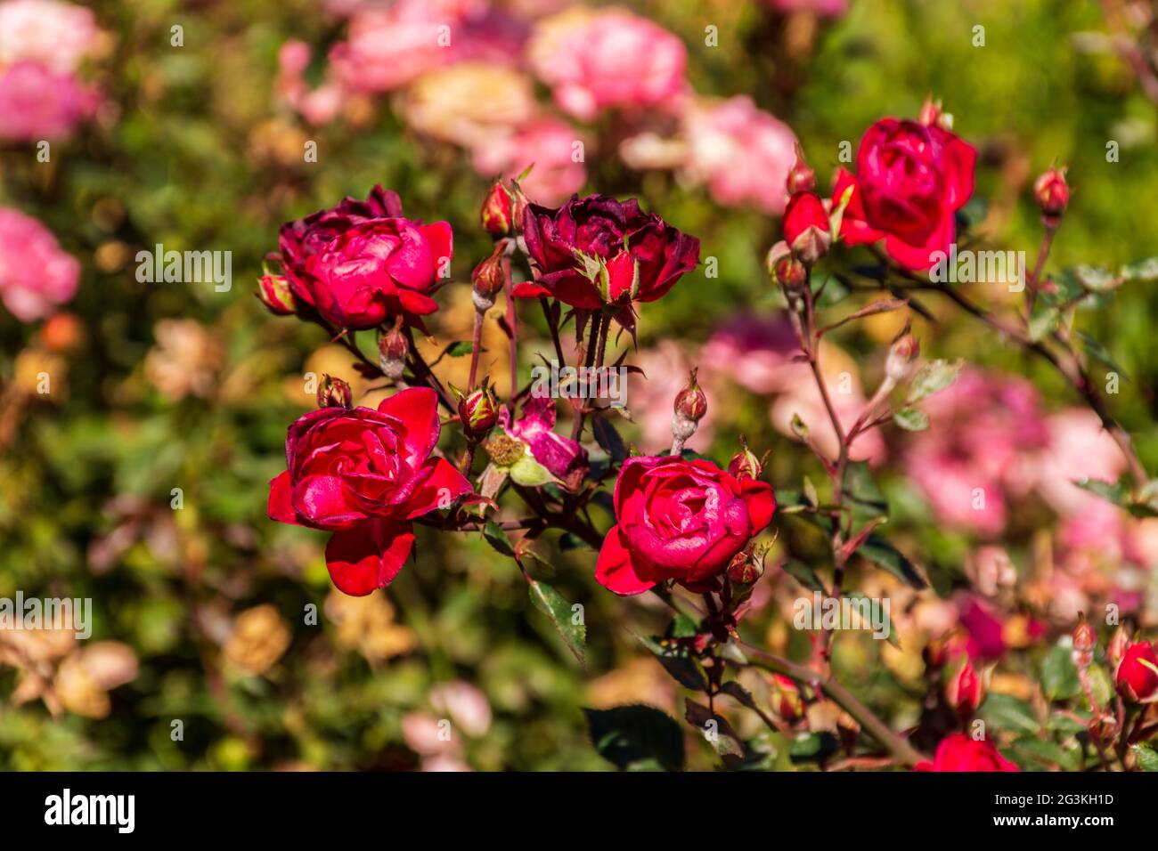 Selective focus of the beautifully blossomed pink roses in the garden ...