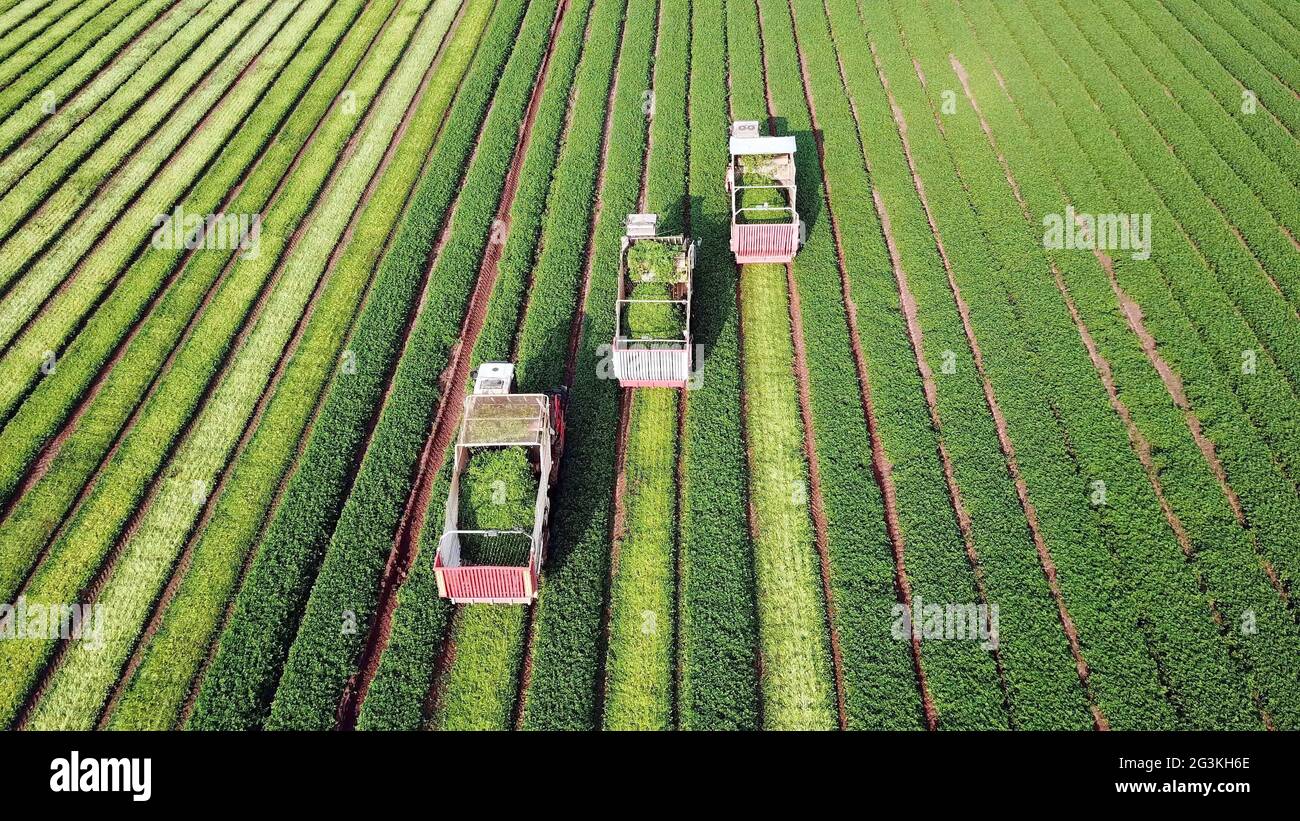 Parsley plant. Three agriculture machinery harvesting herbs in a green ...