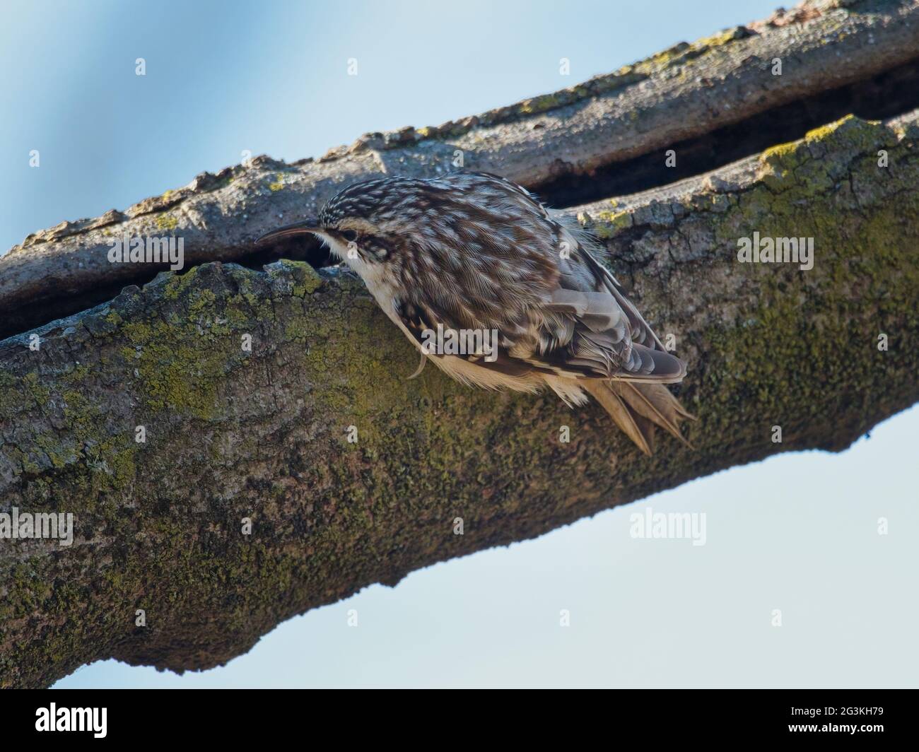 Closeup shot of a Eurasian treecreeper bird perched on a branch Stock ...