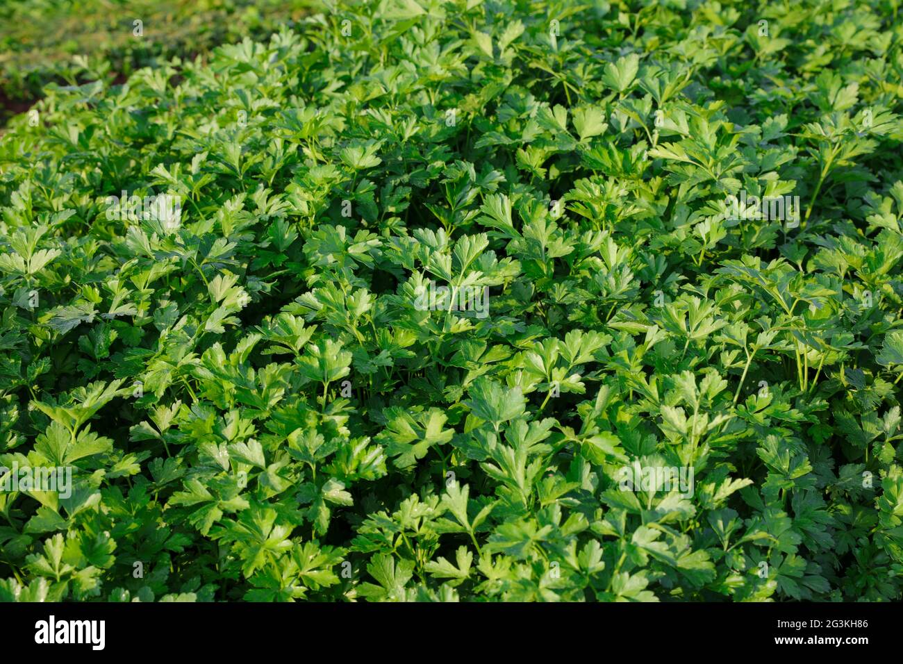 Green parsley field. Fresh green parsley leaves Stock Photo - Alamy