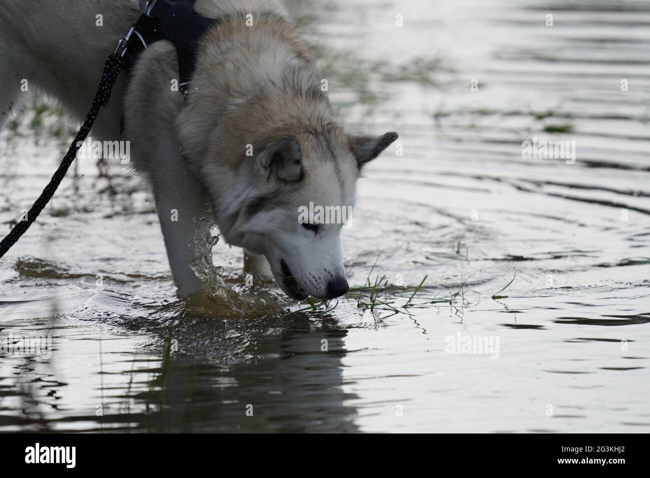How Much Water Do Huskies Drink