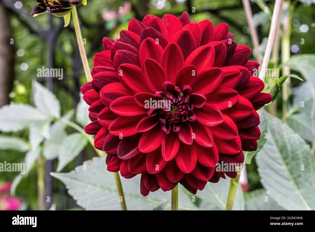 Dahlia deep red flower hi-res stock photography and images - Alamy