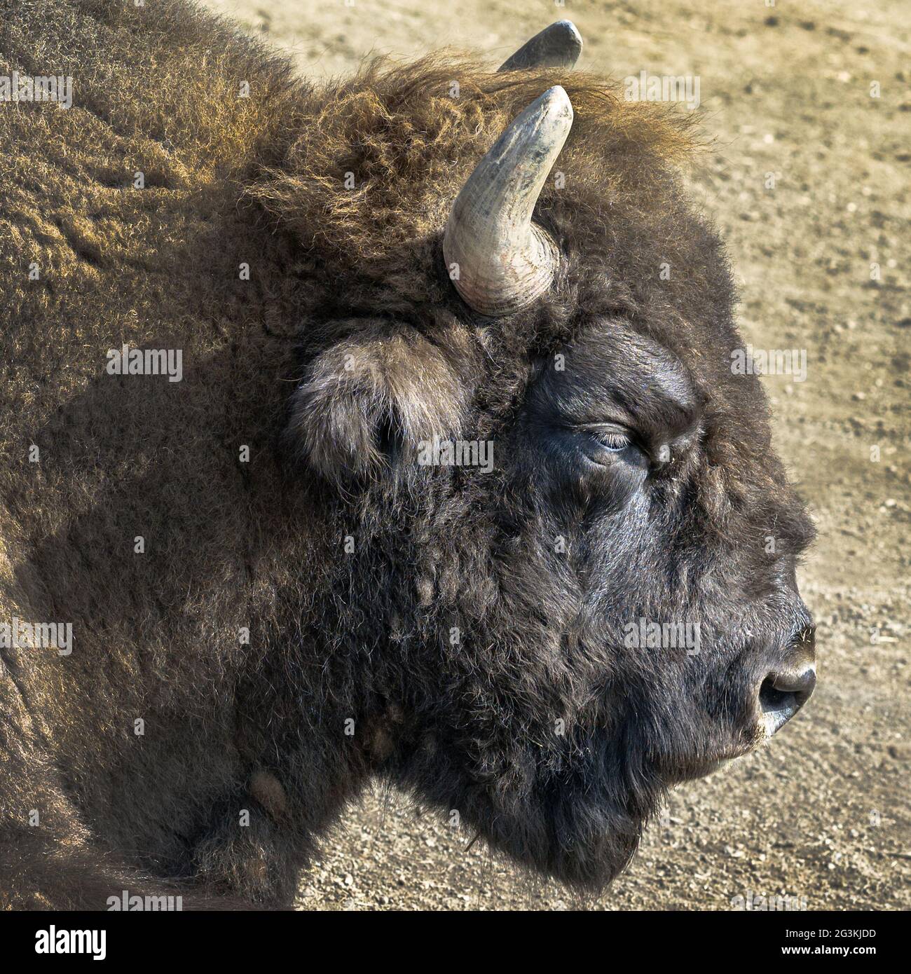 Head of a Wisent bull Stock Photo - Alamy