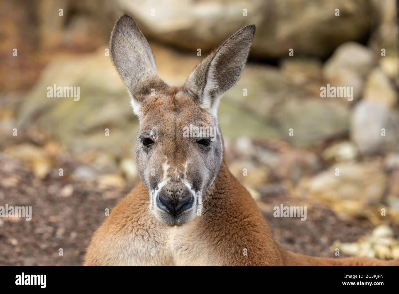 Buck kangaroo hi-res stock photography and images - Alamy