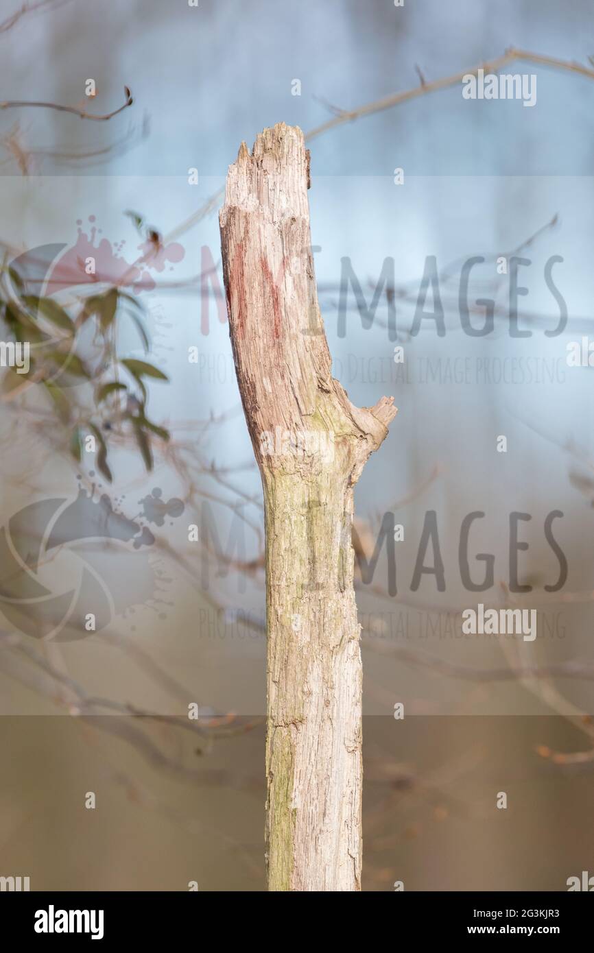 Dying tree in nature Stock Photo - Alamy